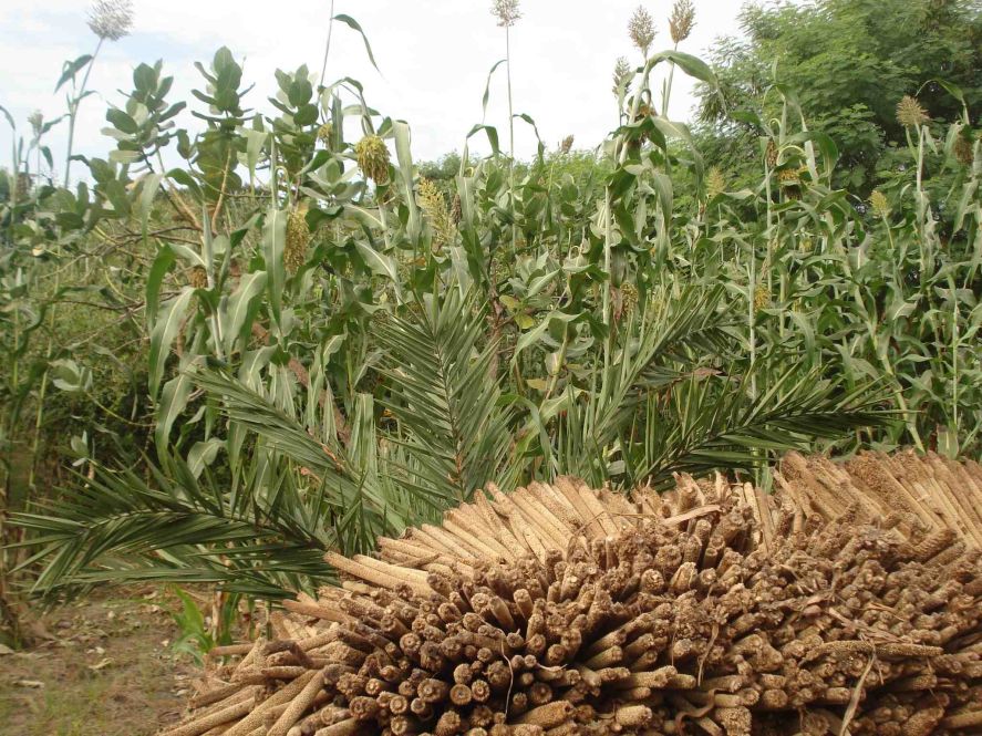 Le centre de Ndiémane, centre de formation à l’agroécologie au Sénégal ...